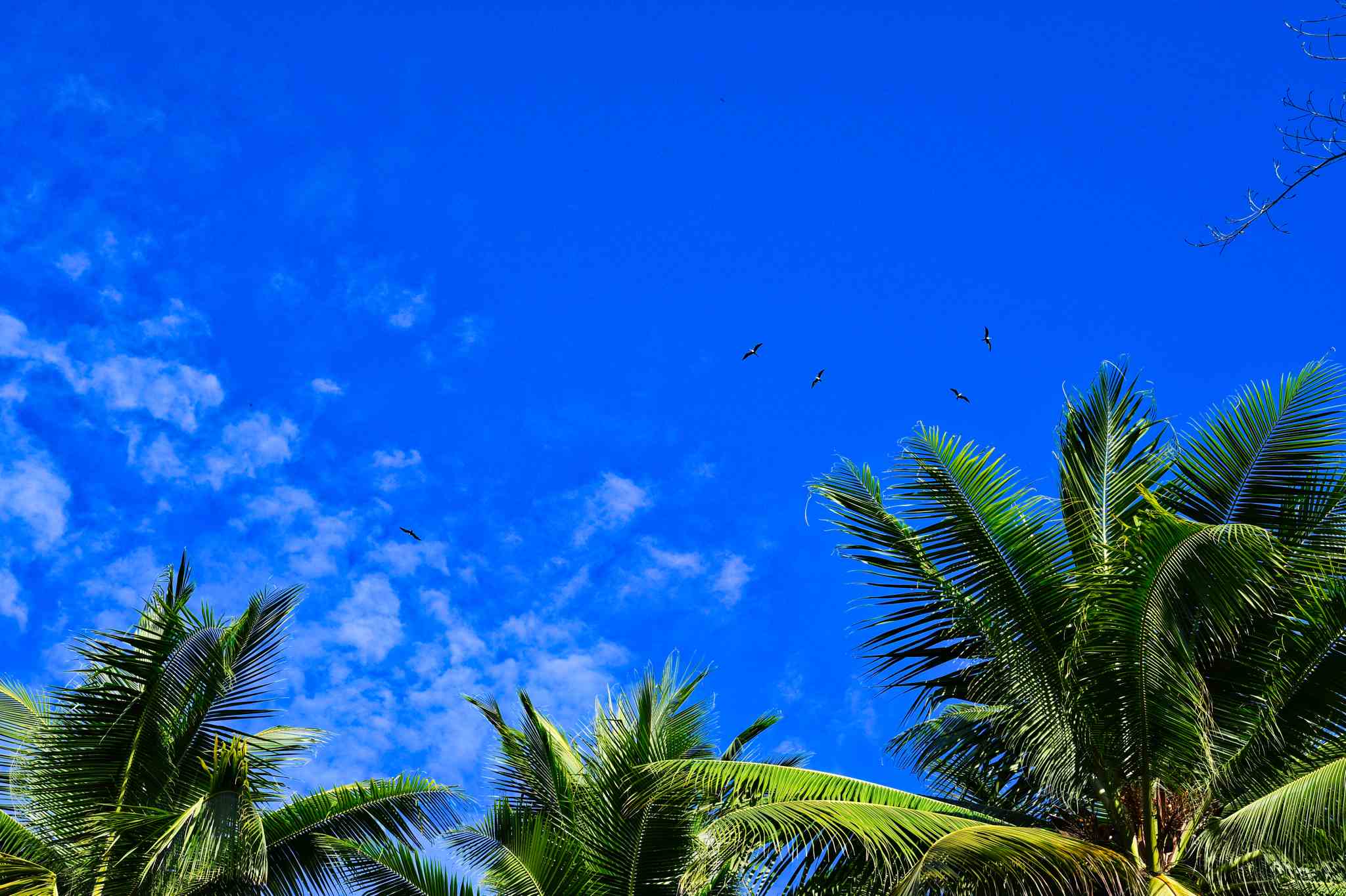 Cove Eco Resort - Gallery yeben island