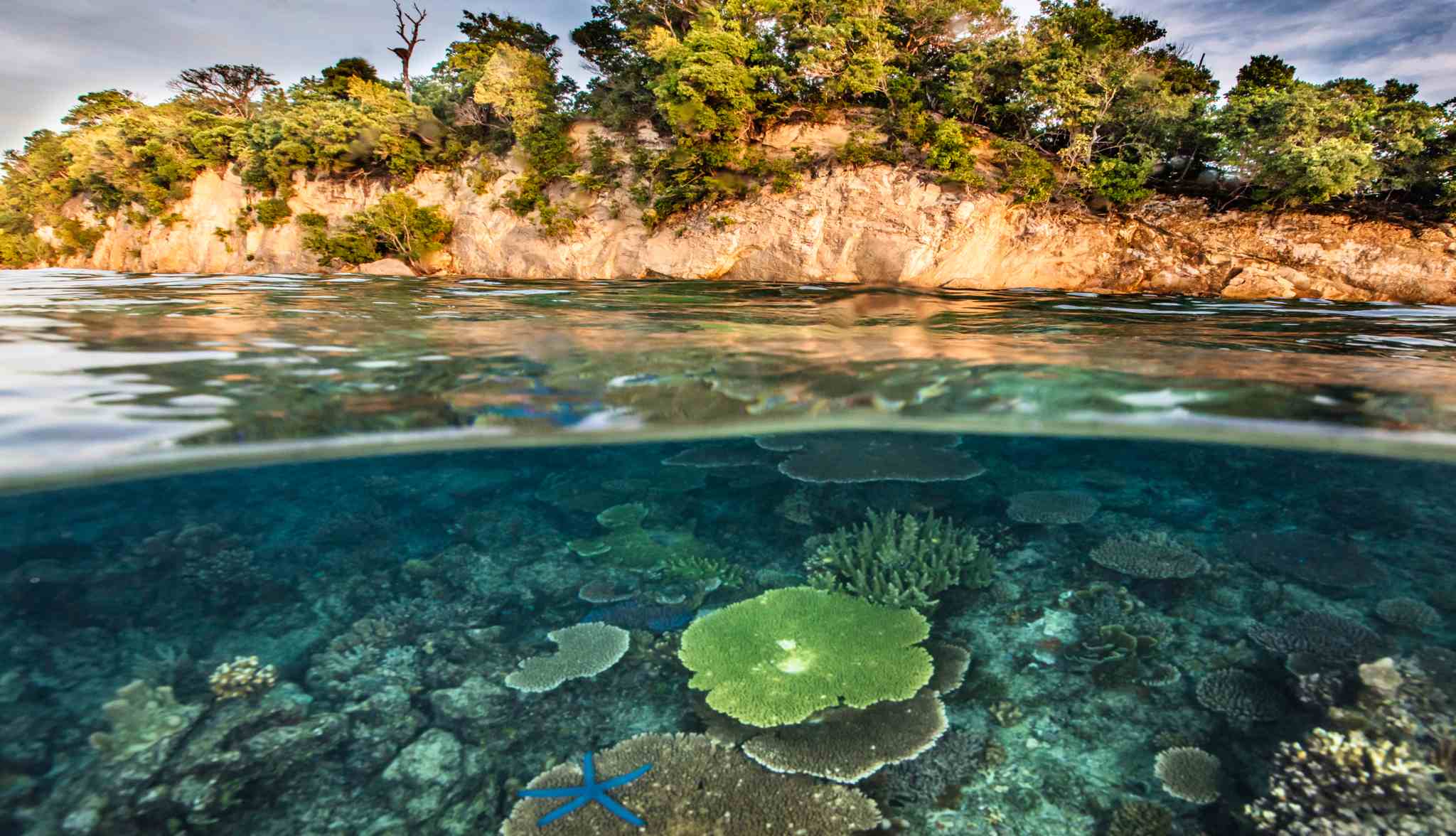 Cove Eco Resort - Diving